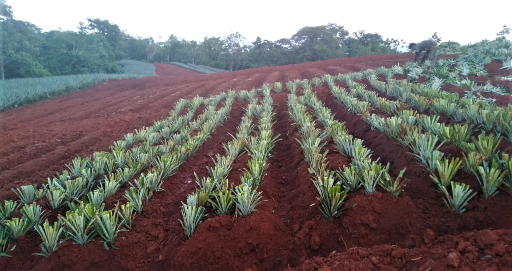 Buy farm Costa Rica Buy a Farm in Costa Rica - Farm Investment